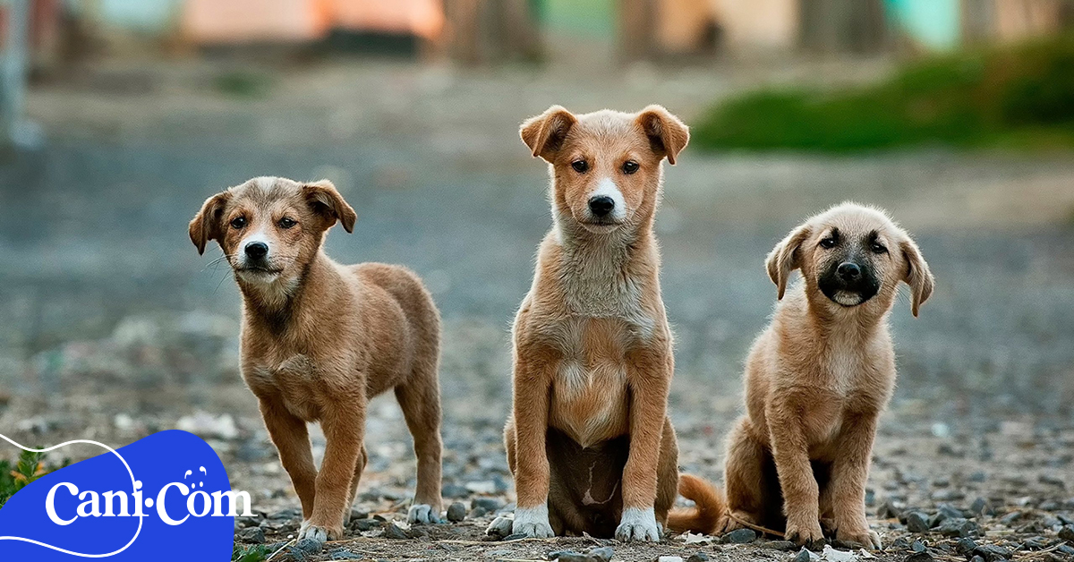 Cani di Chernobyl, con le radiazioni si sono geneticamente modificati