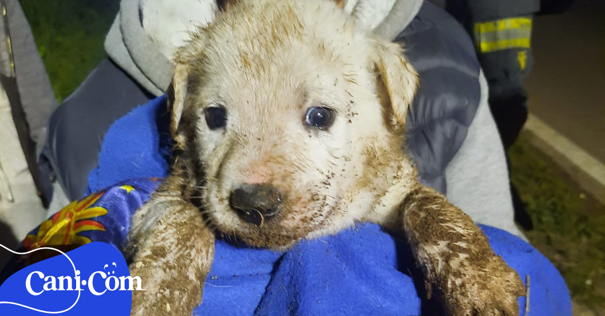 Puglia, salvati nove cuccioli rimasti intrappolati in un canale di campagna Puglia, salvati nove cuccioli rimasti intrappolati in un canale di campagna