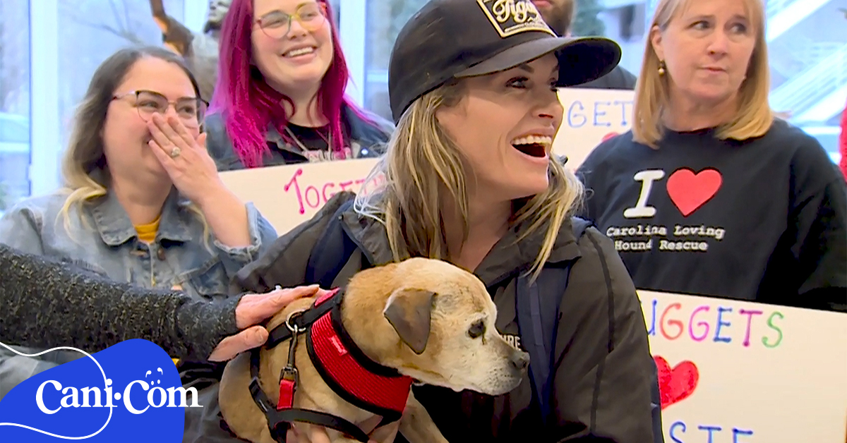 Nugget, ritrovato dopo 7 anni a distanza di 2.700 km da casa