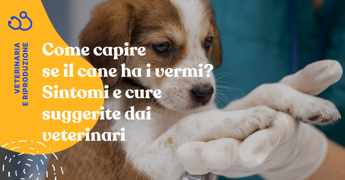 Vermi intestinali nei cani: sintomi e cure