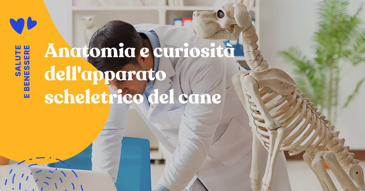 Anatomia e curiosità dell'apparato scheletrico del cane