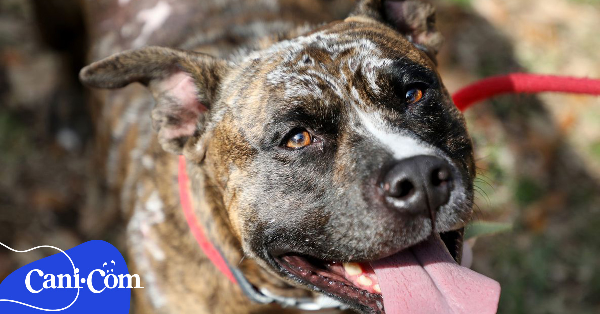 Cane vittima di un incendio diventa cane da terapia: la storia di Denali