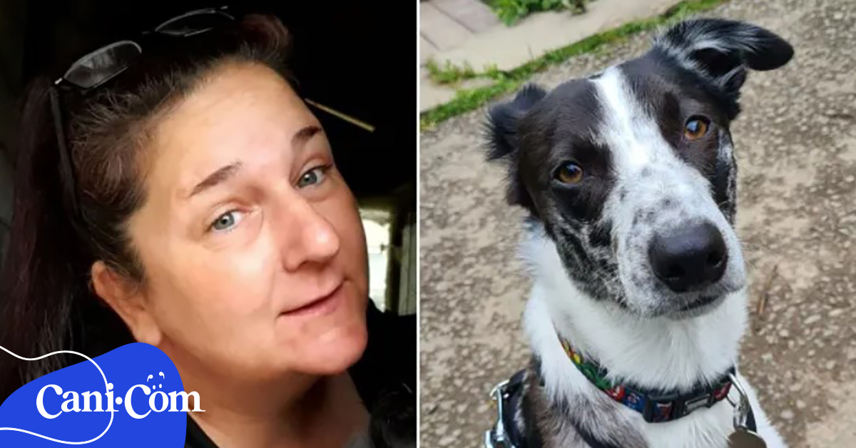 Scopre di avere il cancro grazie al suo cane: ecco il formidabile fiuto ...