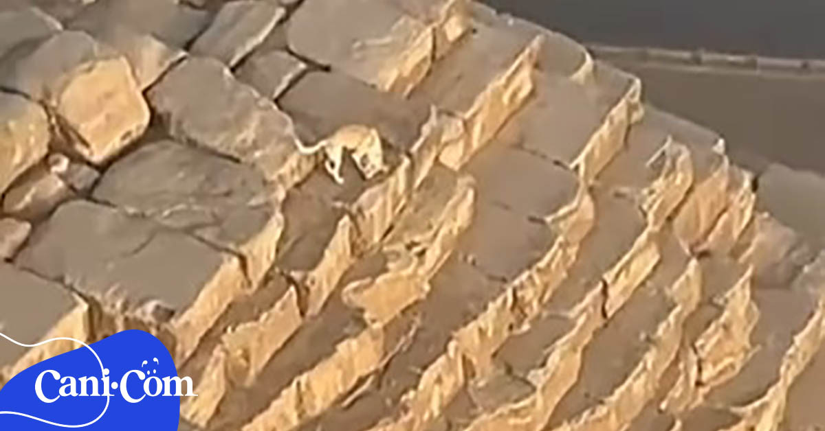 Un cane abbaia in cima alla Piramide di Giza: il video diventa virale