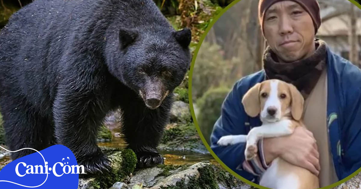 Chico, cane-eroe: salva il monaco che l'ha adottato dall'attacco di un orso
