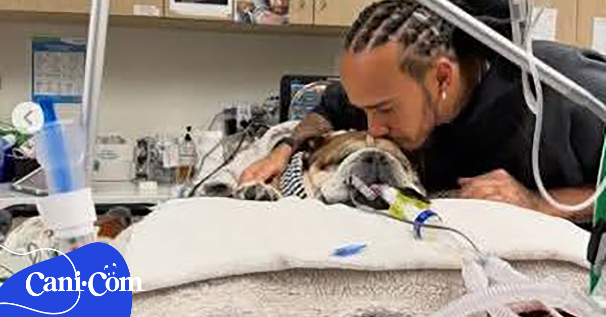 Morto Roscoe, il cane di Hamilton: il pilota ha saltato dei test per ...