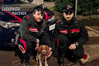 Uomo denunciato dopo aver rubato un cucciolo da un furgone
