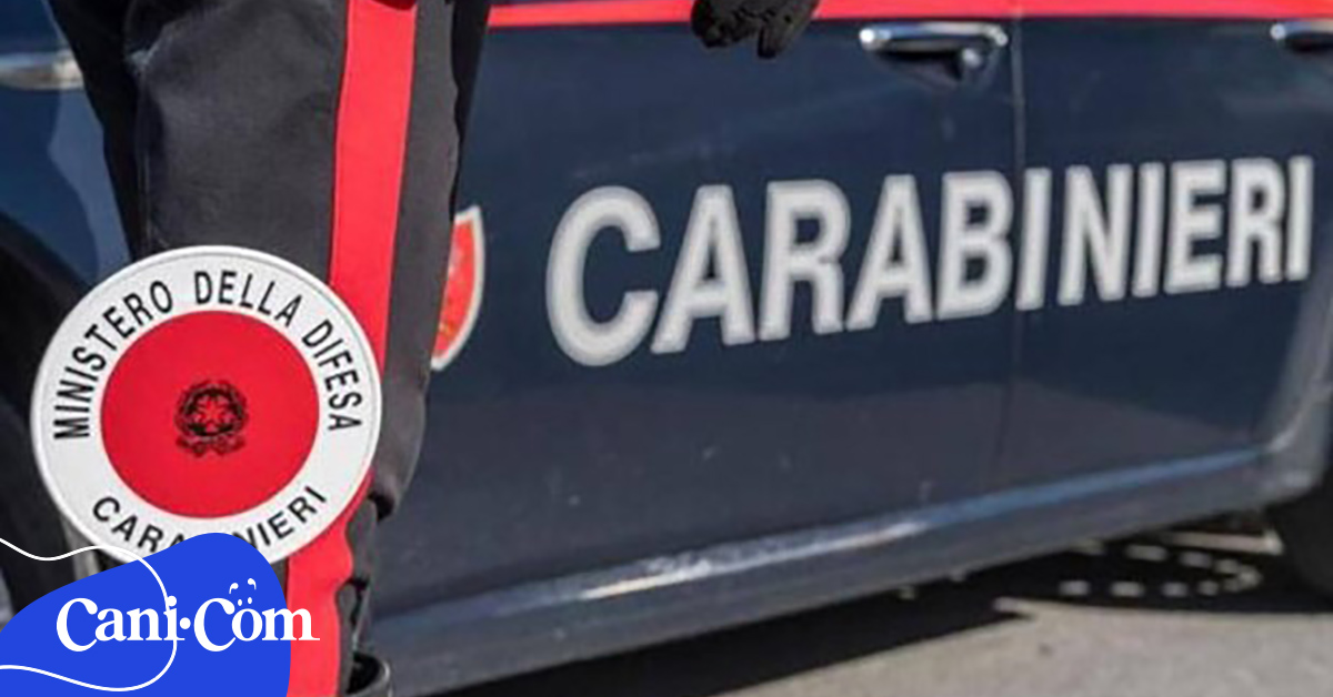 Uomo denunciato dopo aver rubato un cucciolo da un furgone